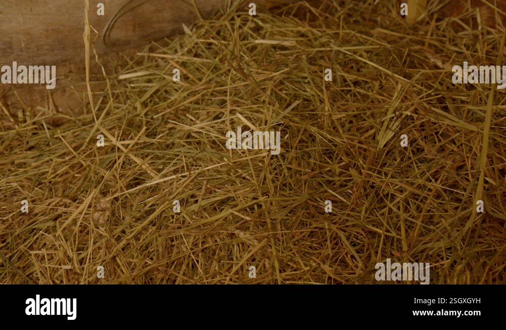 Dried grass in rural sauna interior. Hayloft, rest room in old ...