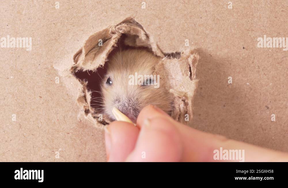 a small Dzungar hamster gnawed a hole in a cardboard box Stock Video ...
