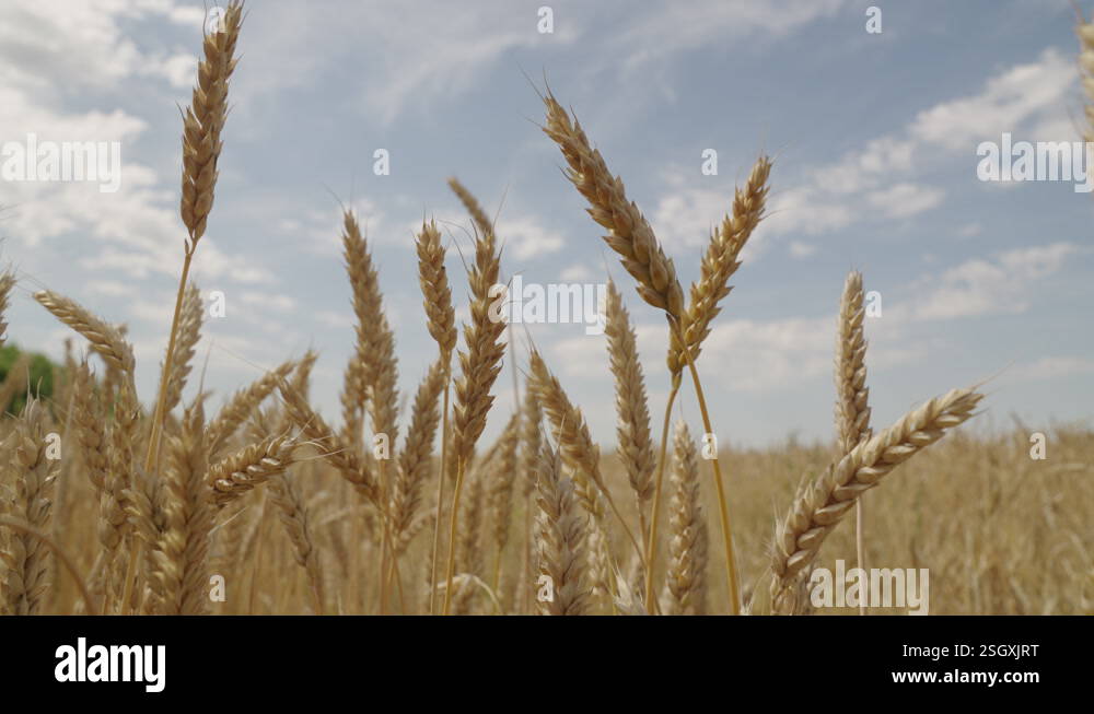 Ecologically clean grain of wheat. Yellow ears of wheat ripen in field ...