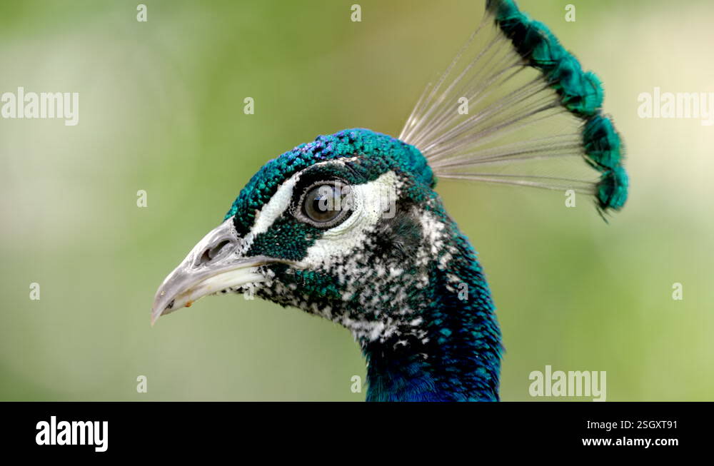 slow motion close up of the head of a male peacock at a wildlife park ...