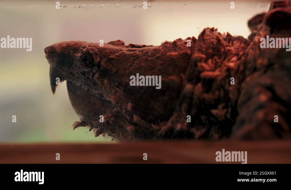 Large Alligator Snapping Turtle Macrochelys Temminckii in the Aquarium ...