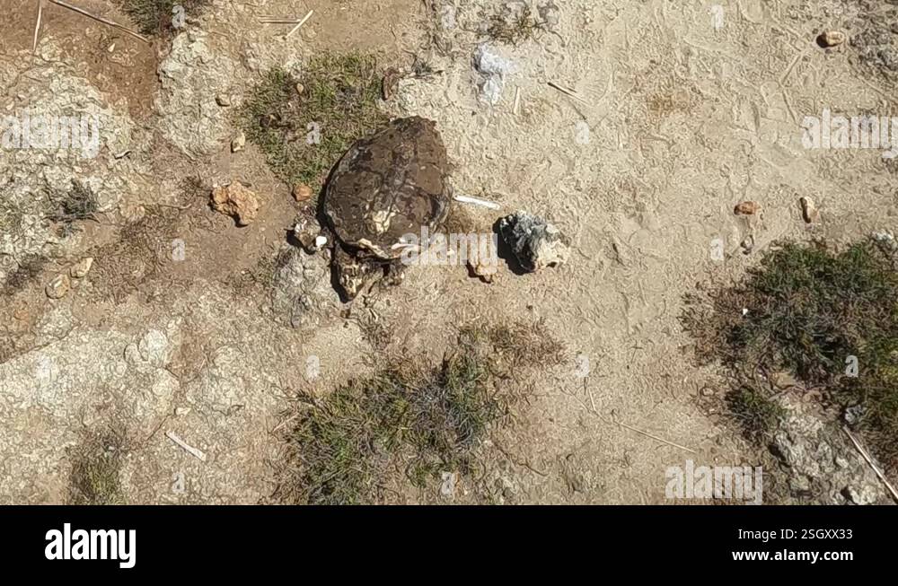 Caretta Caretta dead sea turtle rotting carcass lying on sea rocks ...