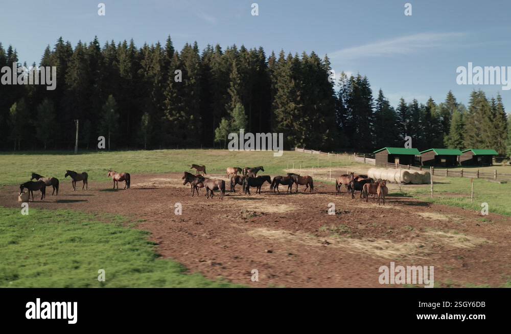 Aerial orbit footage of brown hucul ponies grazing on a meadow in Sihla ...