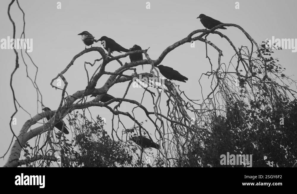 A Murder of Crows on a Tree Branch in the Wind, Jackdaws Stock Video ...