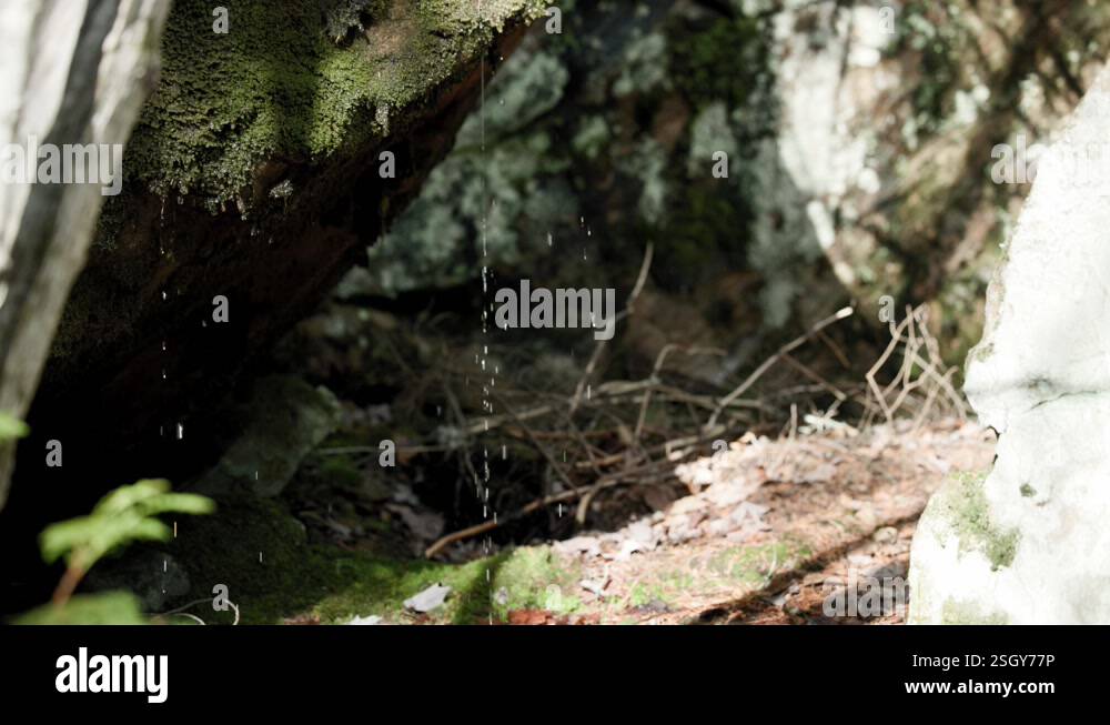 Wet Tree Trunk Covered With Moss On The Mountain Of Saint-Come, Quebec ...