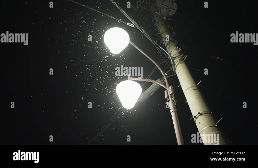 Abundance of insects encircling a bright white street light in the dark ...