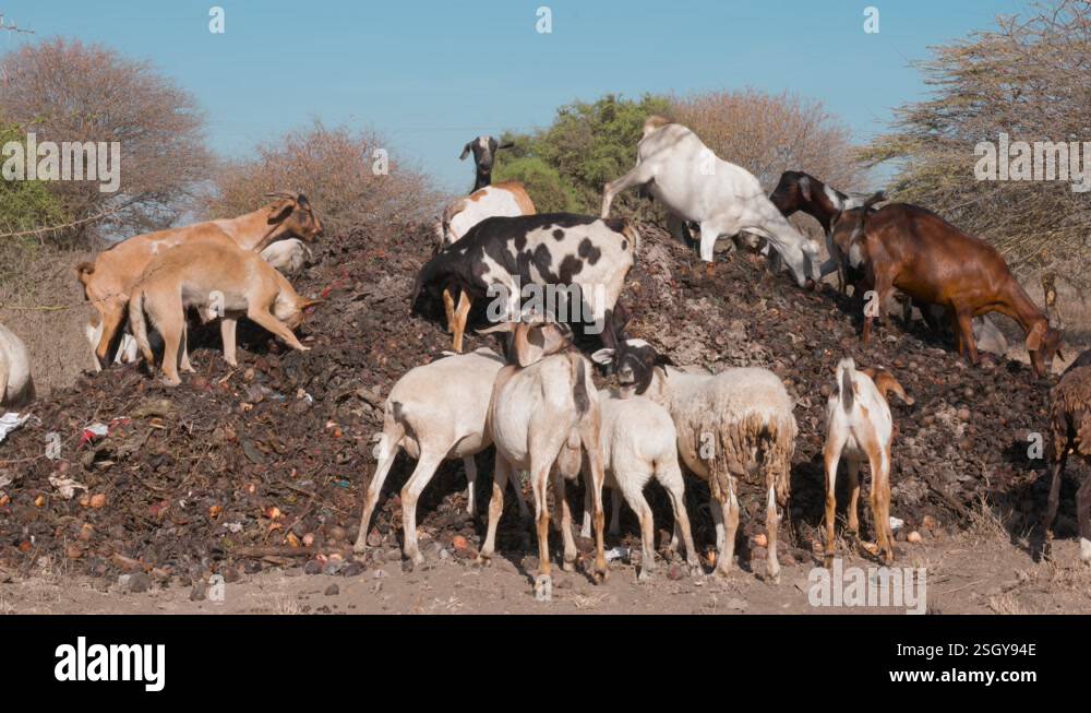 goats and sheep on a rubbish dump trying to find something to eat in ...
