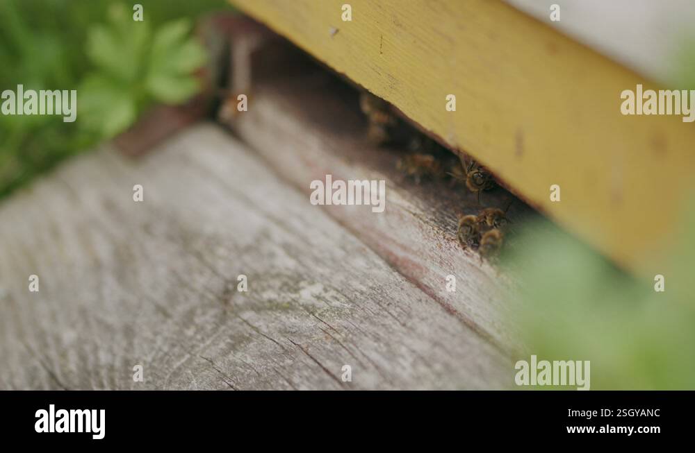 Active honey bees gather at entrance to garden beehive static closeup ...