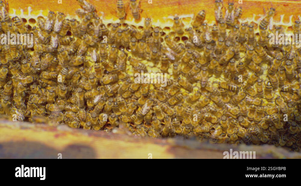Bees work inside beehive. Close-up view colony of working bees Stock ...