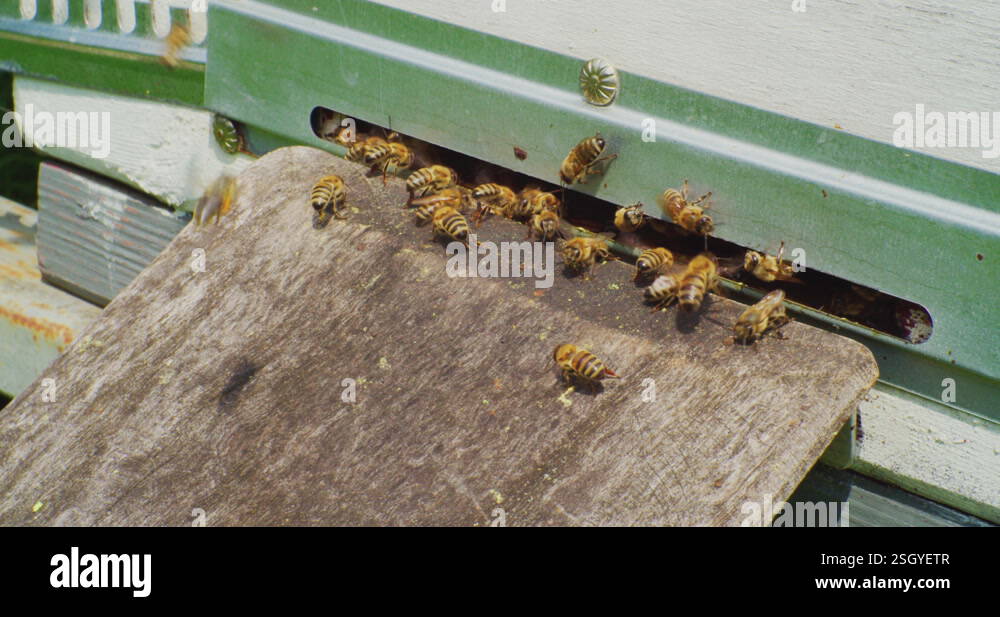 timelapse,fast motion.a swarm of bees work on a summer day Stock Video ...