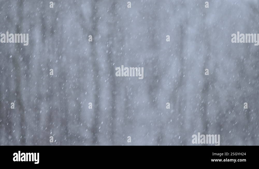 Real snowfall, winter snow on forest trees background. Abstract white ...