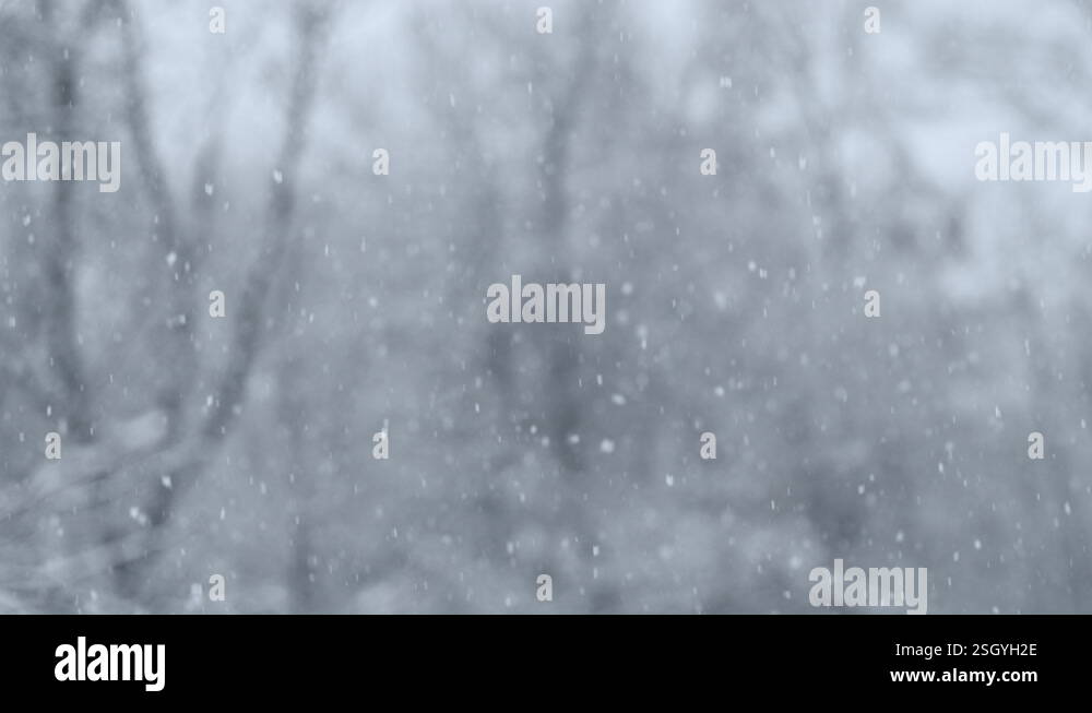 Real snowfall, winter snow on forest trees background. Abstract white ...