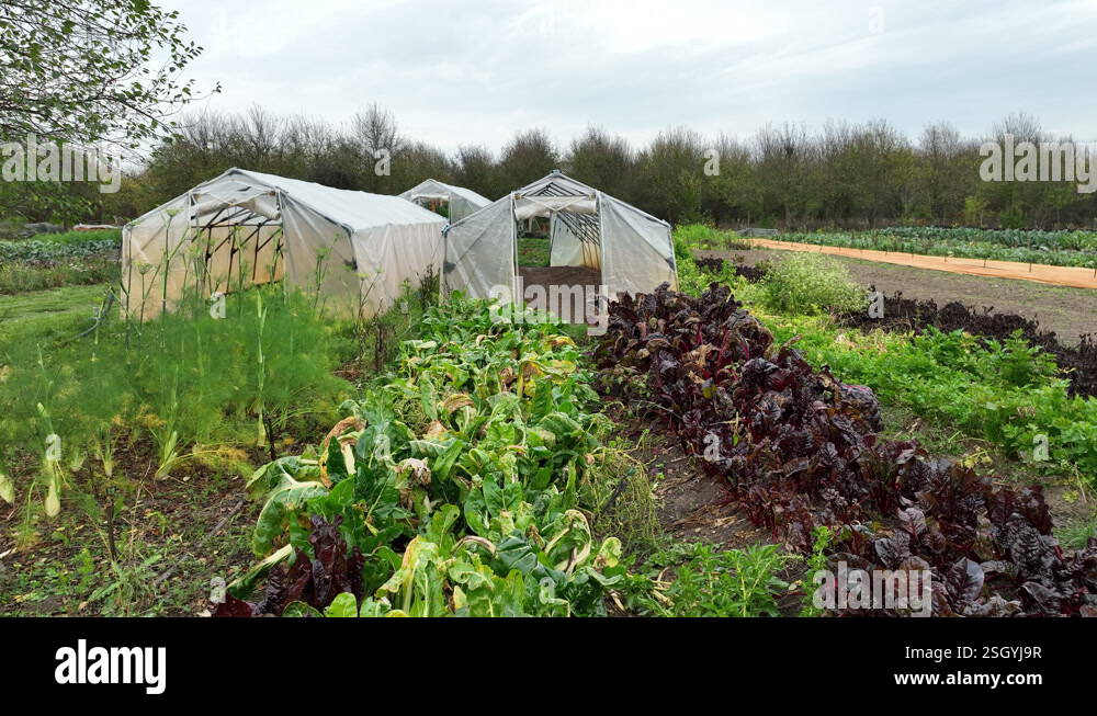 Chard farm drone aerial field swiss red green bio leaves stemmed fresh ...