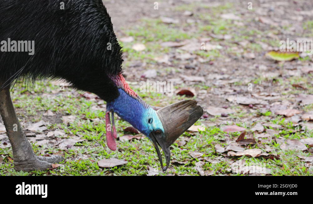 slow motion clip of a southern cassowary picking up and dropping a ...