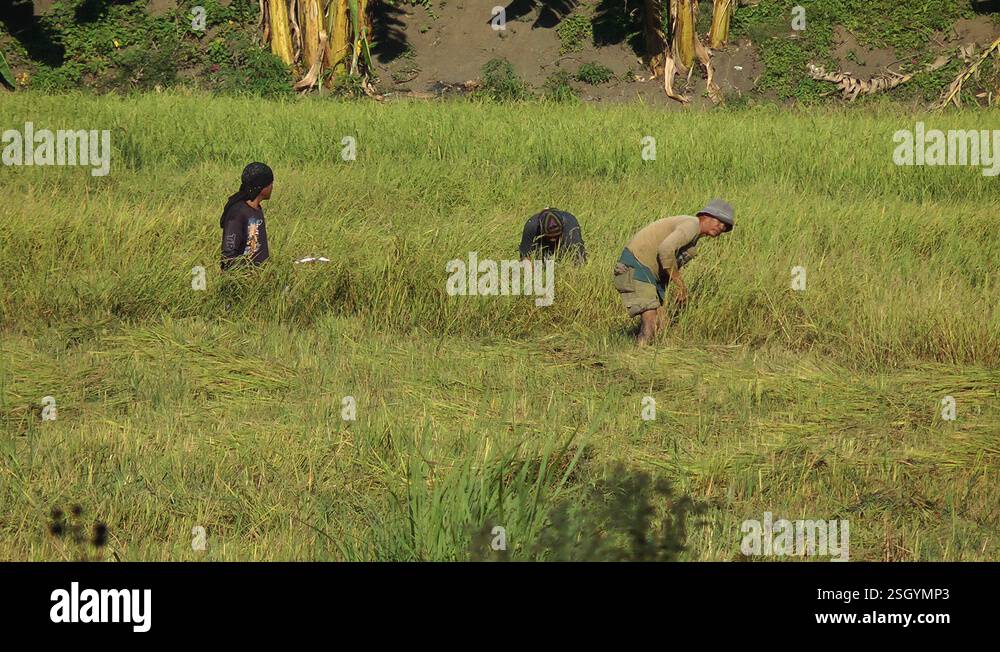 Rice paddy workers harvesting ripe rice in the Philippines Stock Video ...