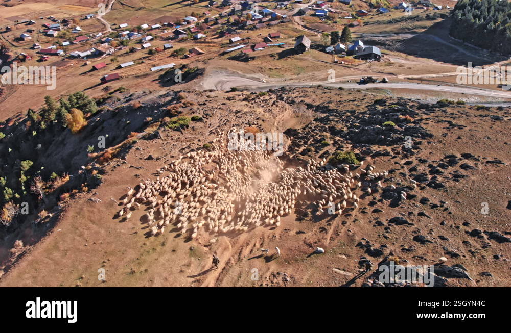 Large herd of wild sheep rams are walking along high mountain sunny ...