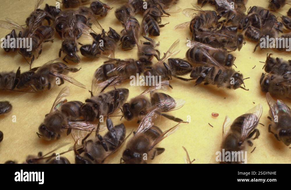The Death Of Bees, Parasites, Diseases, Insecticide, Poison and 5G ...