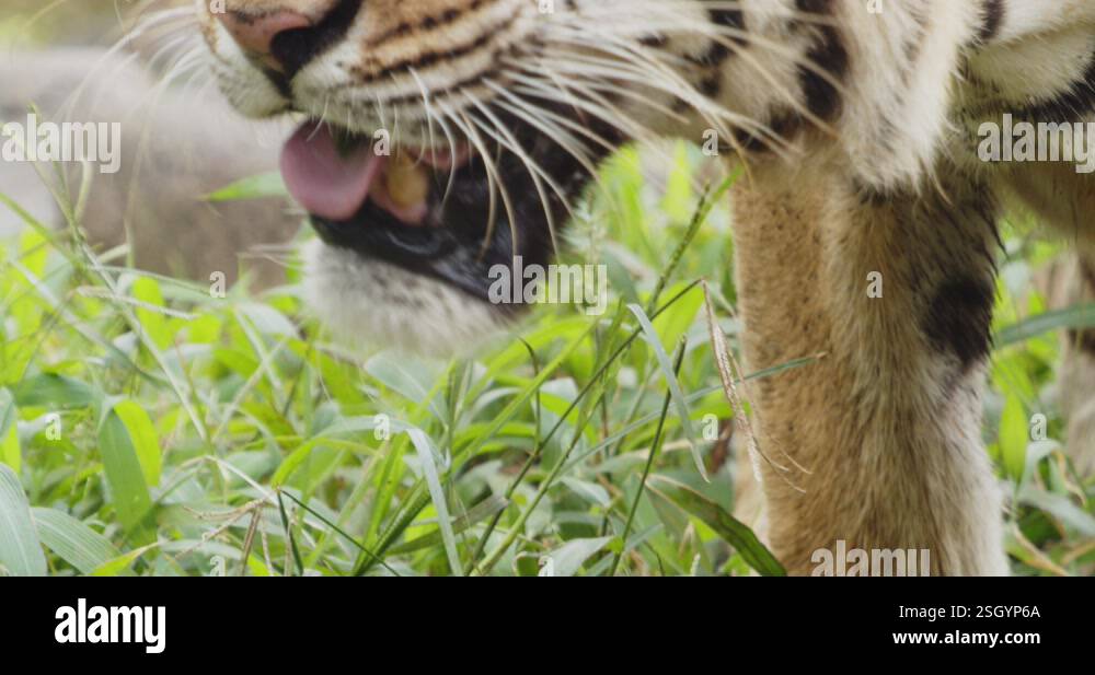 Bengal tiger food asia Stock Videos & Footage - HD and 4K Video Clips ...