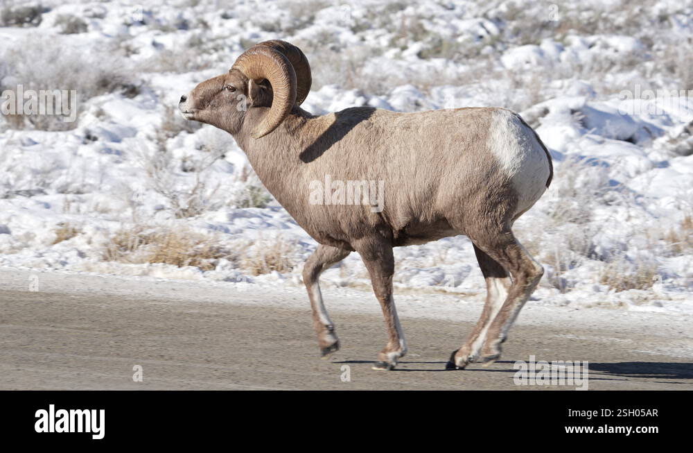 Bighorn Sheep Ram running in slow motion Stock Video Footage - Alamy