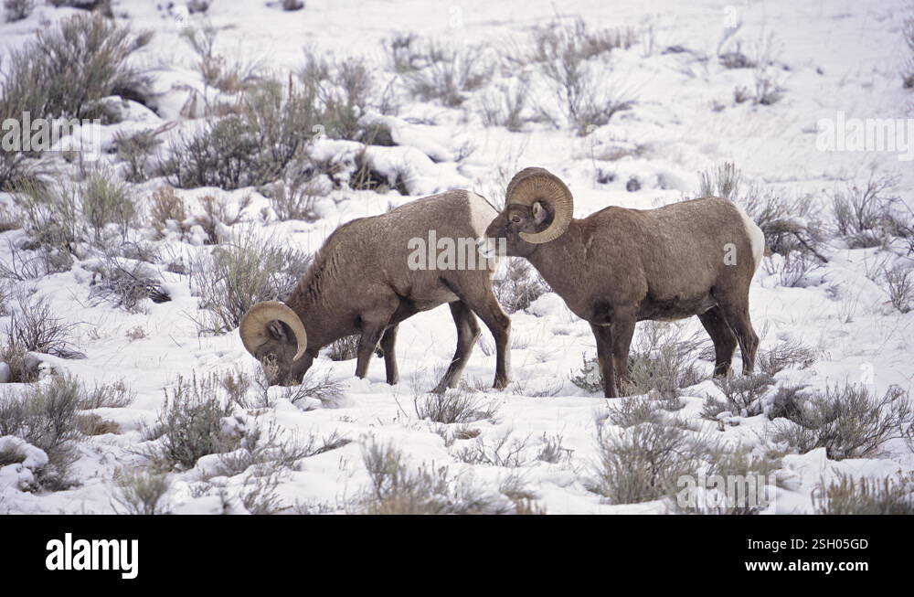 Bighorn Sheep rams digging in the snow as they graze for food Stock ...