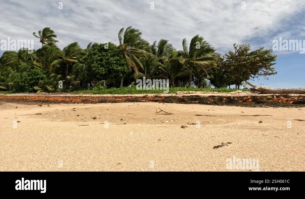 coconut trees in strong wind on the seashore in Fiji Stock Video ...