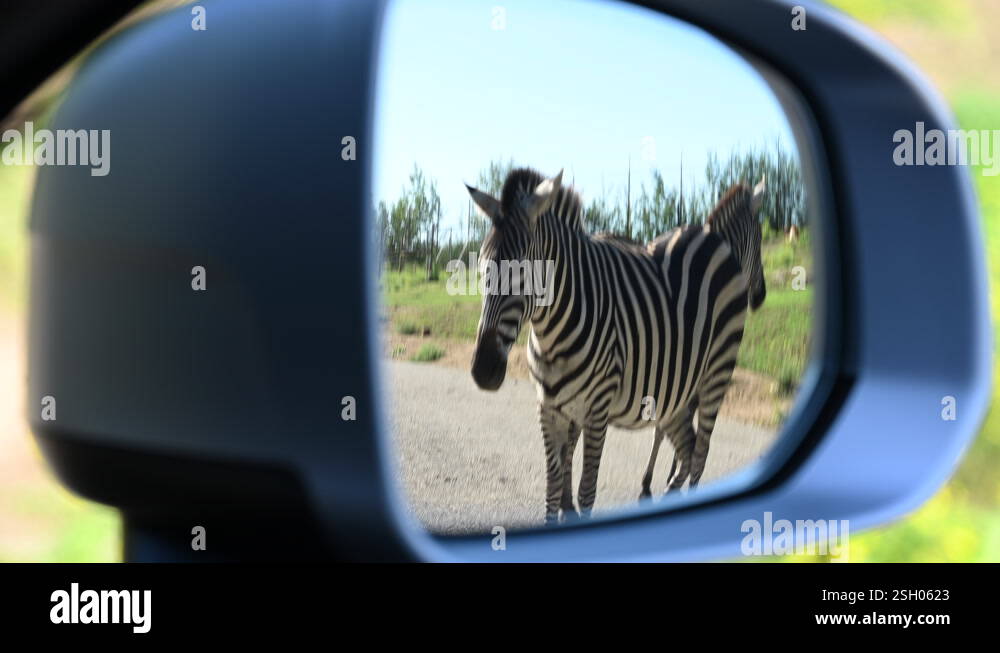 zebra in a rear mirror of a car, car adventure in a french zoo, safari ...