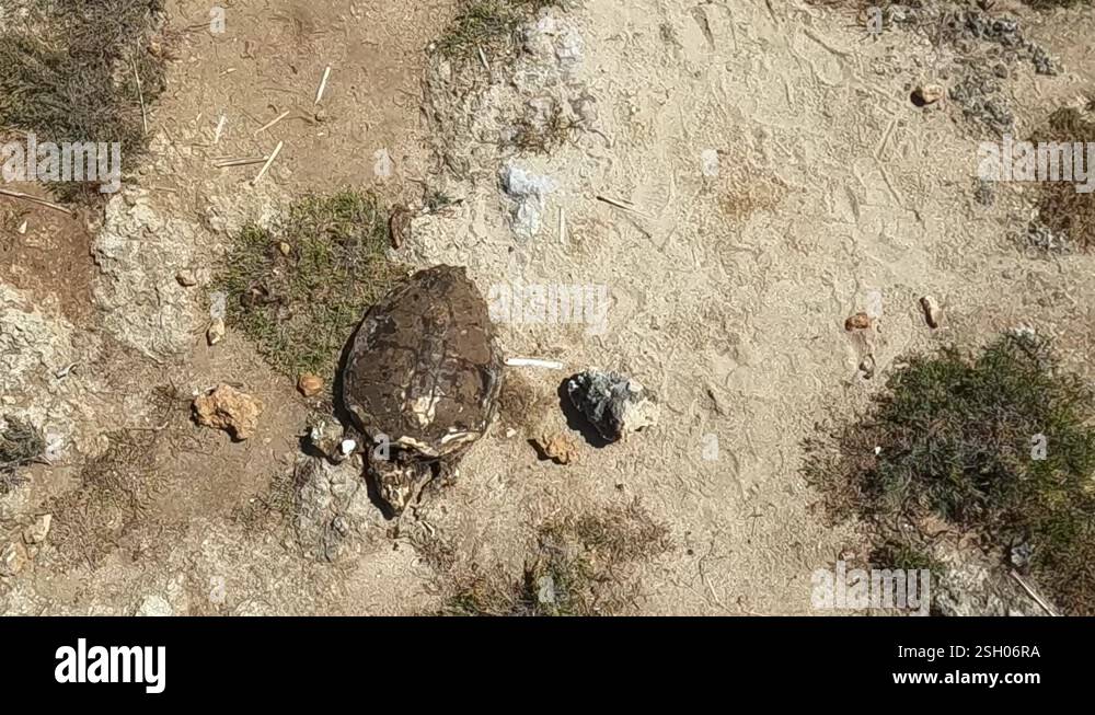 Top-down view of Caretta Caretta dead sea turtle rotting carcass lying ...