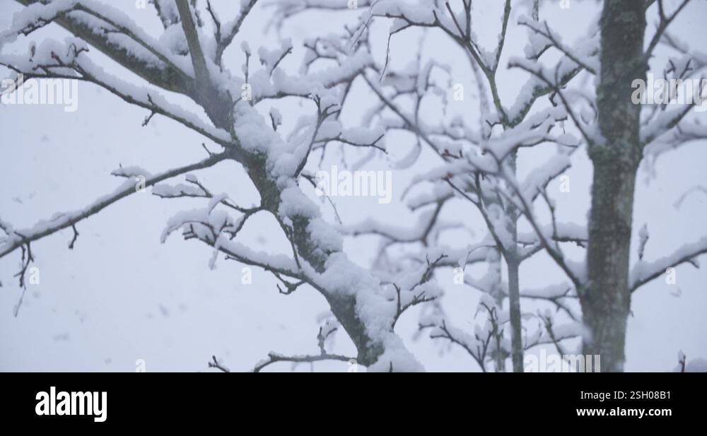 Slow motion pan down on a tree during heavy snowfall landing on a ...