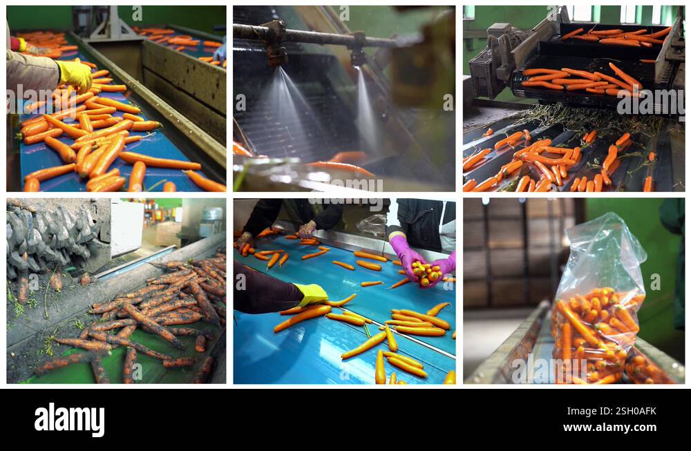 Carrot Processing in Packing House Facility Prior Distribution To ...