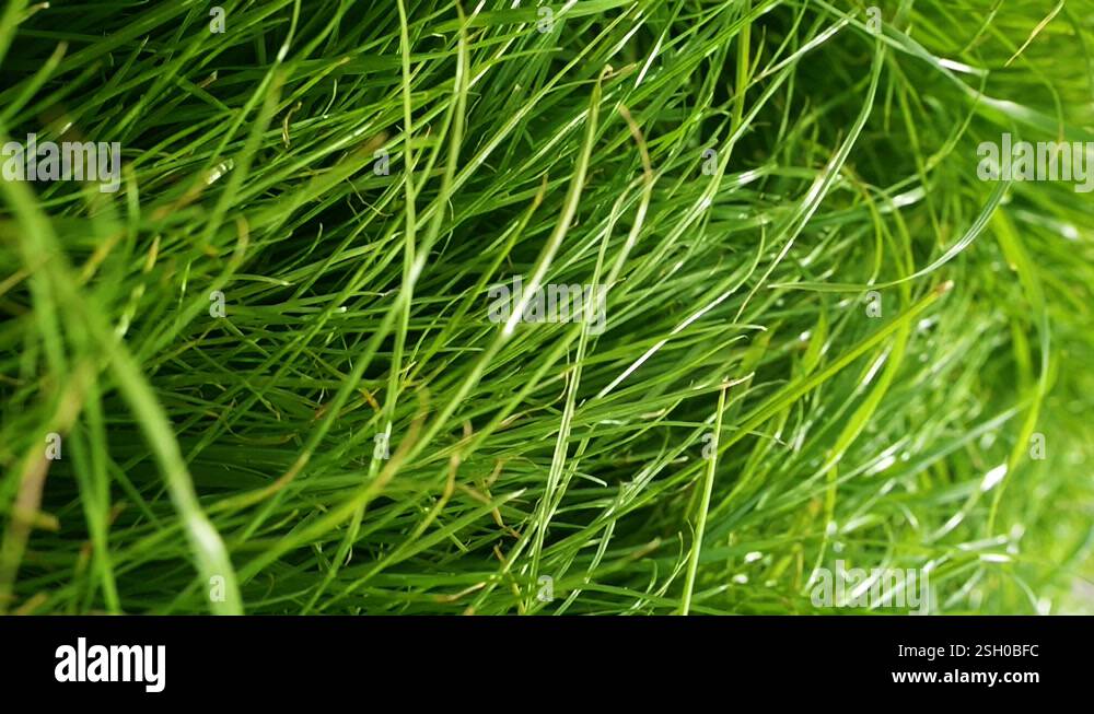 Bright green grass waving vertical video. Beautiful natural green ...