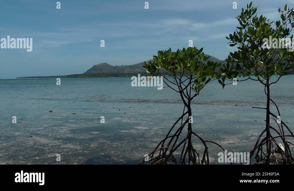 Mangrove trees on the sand island Nogas in the Philippines during low tide Stock Video Footage ...