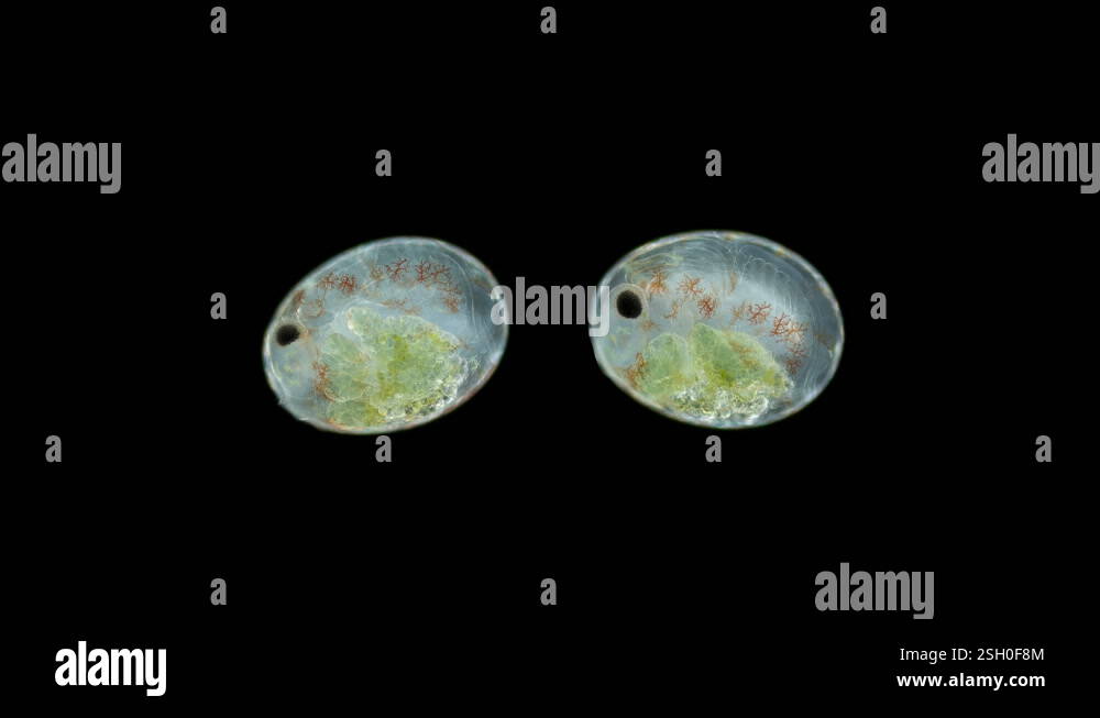 Shrimp egg Neocaridina heterpoda with embryos inside under microscope ...