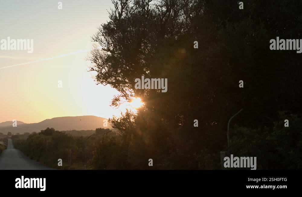 amazing sun rays behind the tree With Lens Flare Wide near asphalt road ...