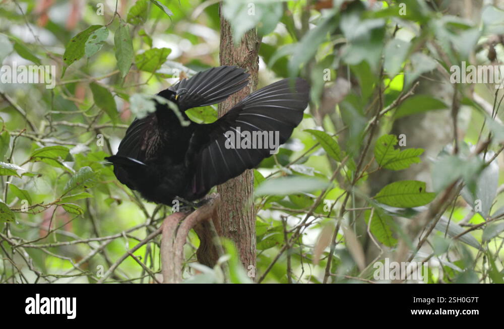 rear view of a male victoria's riflebird with its wings up in a mating ...