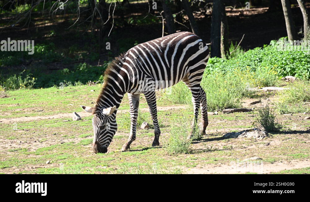 a zebra is eating grass in his zoo enclosure, animal from africa Stock ...