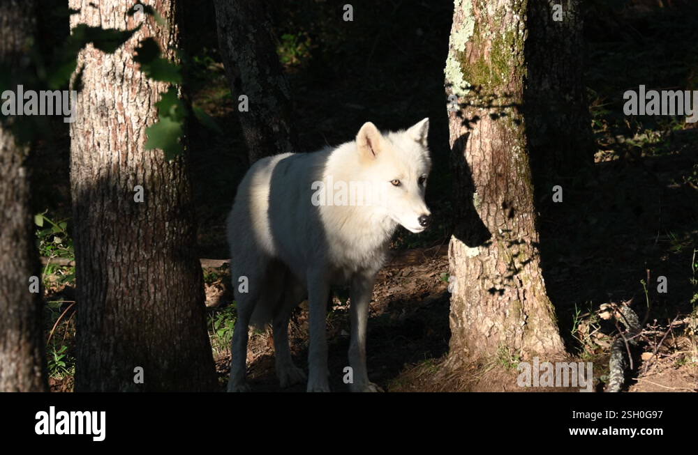 polar wolf, lit by warm rays during a sunrise, arctic mammal Stock ...