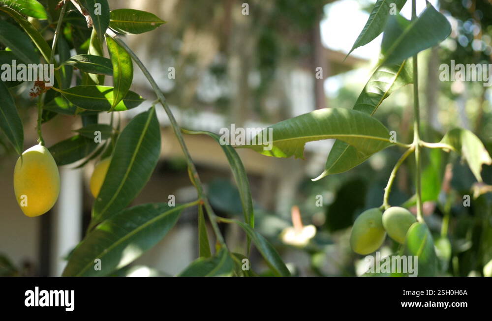 Mayongchid Maprang or Marian Plum and Plum Mango hanging on tree in ...
