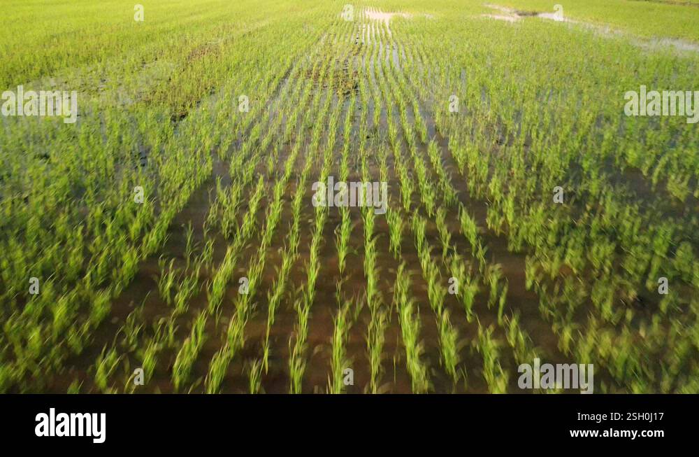 Rows of rice Stock Videos & Footage - HD and 4K Video Clips - Alamy