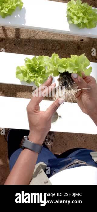 Vertical video: Inspecting roots of hydroponic lettuce, person working ...