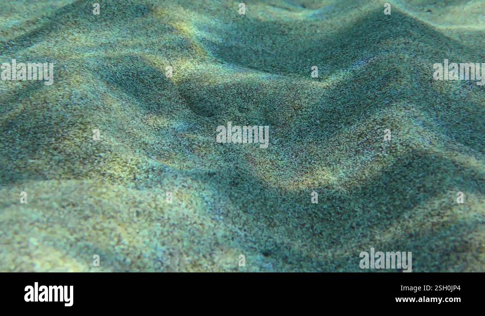 Wide eyed Flounder on the sandy seabed Stock Video Footage - Alamy