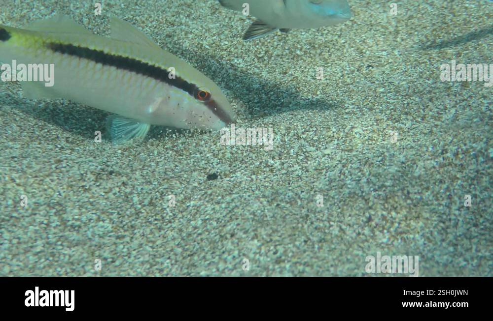 Cooperation of different fish species Stock Video Footage - Alamy