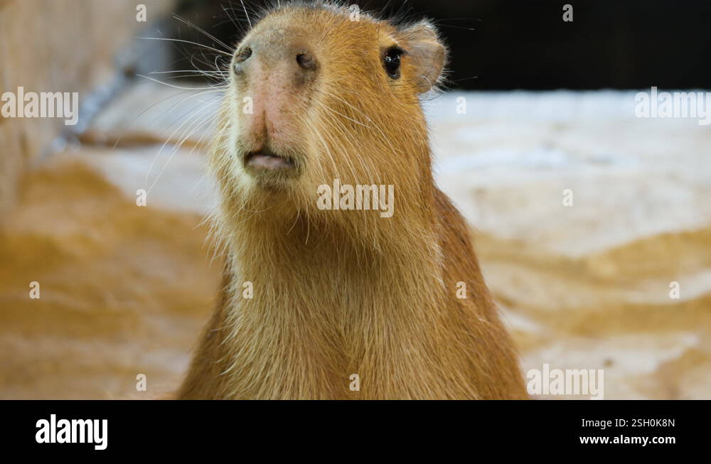 Capybara (Hydrochoerus Hydrochaeris) Showing Teeth and Flapping Ears at ...