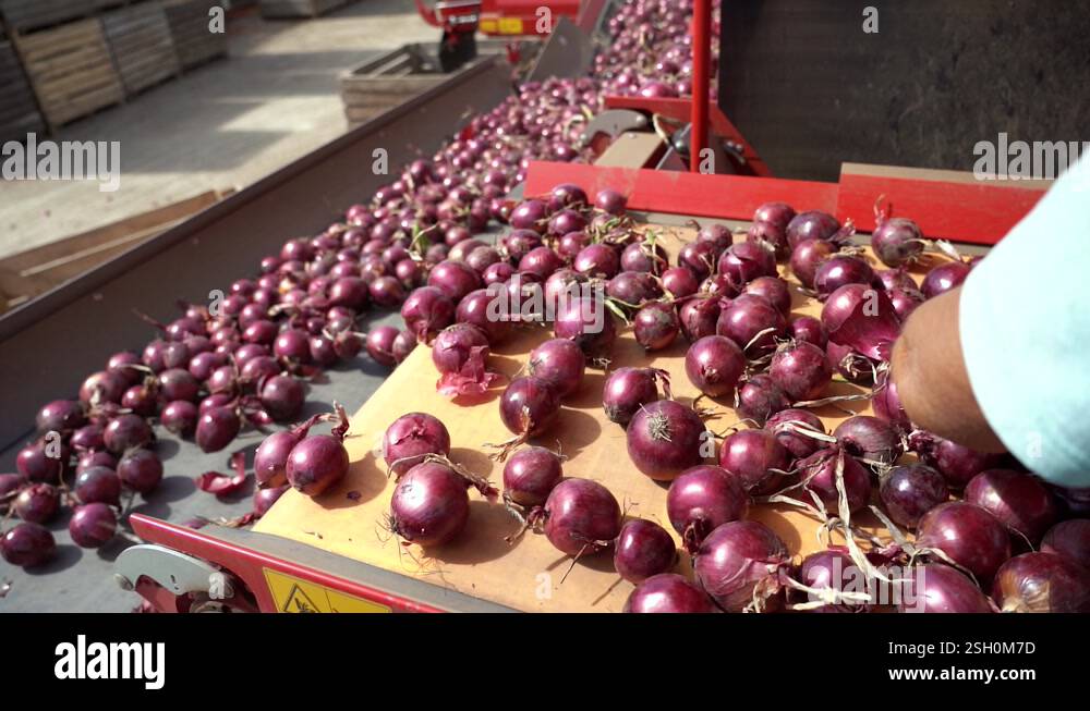 Slow Motion of Onion Sorting and Grading Machine in Action Stock Video ...