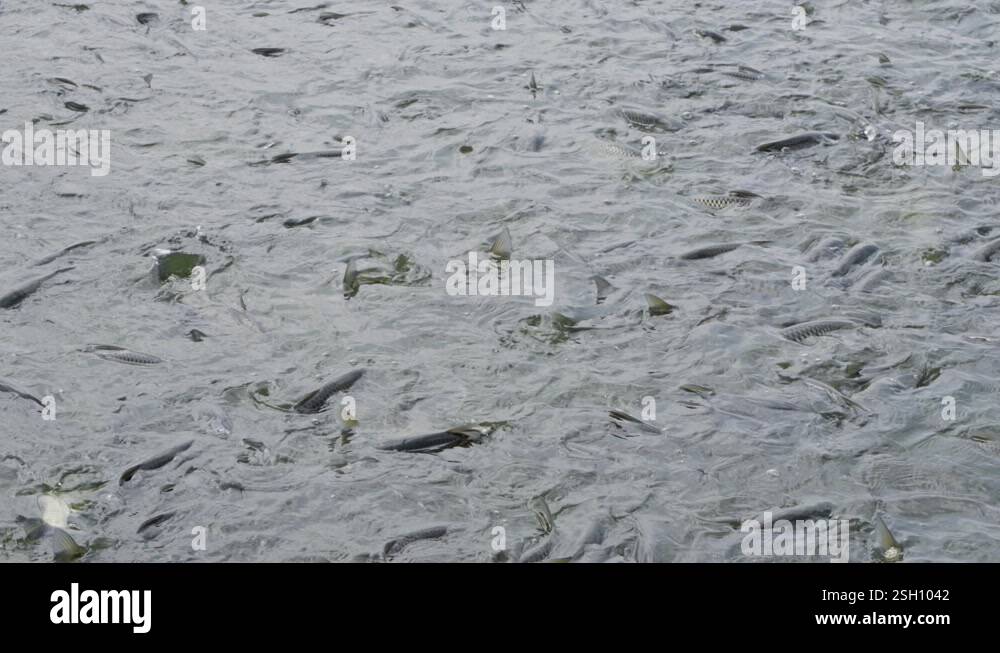 Slow motion Dense school of fish feeding in fish pond at aquaculture ...