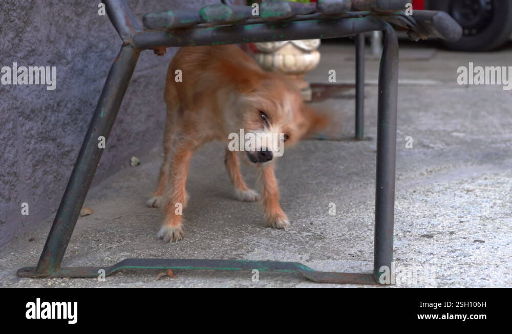 Funny mongrel red domestic Stock Videos & Footage - HD and 4K Video Clips - Alamy