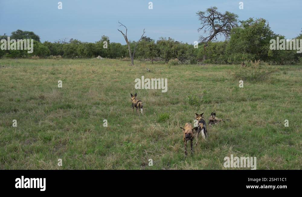 Wild dogs catch impala in nature, Okavango delta in Botswana. Wild dogs ...