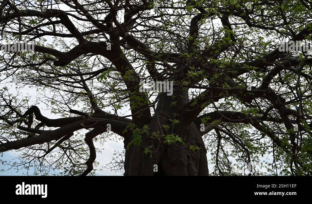 large baobab tree in Zimbabwe in Makushu village town center Stock ...