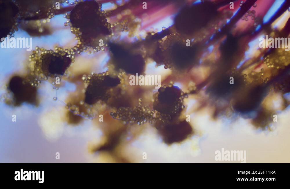 Pollen on abutilon blossom stigma microscopical view focus ramp shallow ...