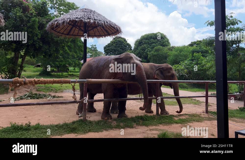 Two big elephants close up in an elephant sanctuary in Thailand Stock ...