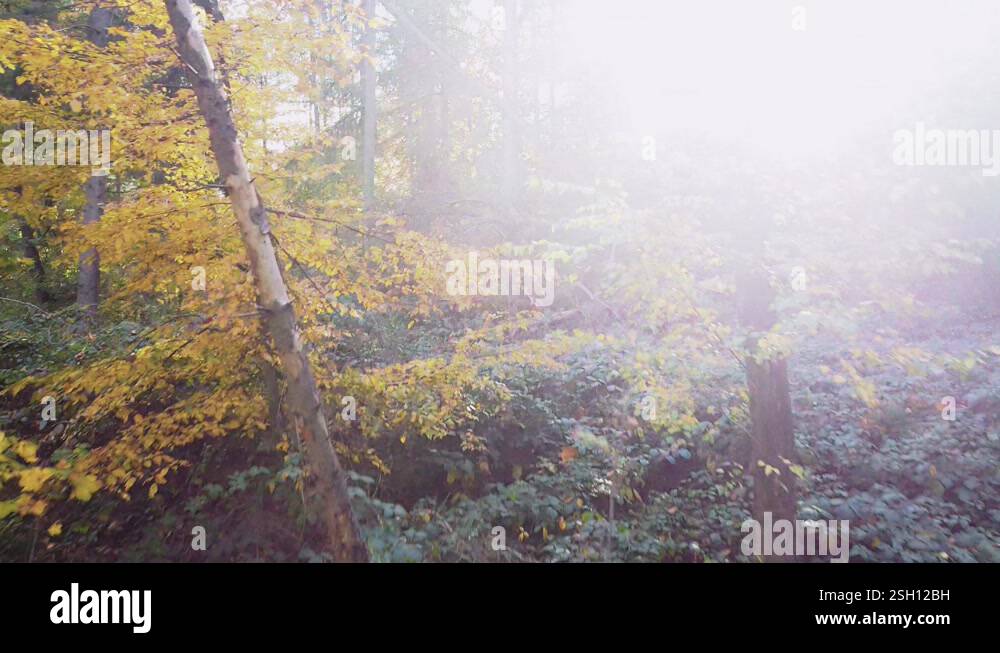 German wald forest during fall autumn season with sunshine Stock Video ...